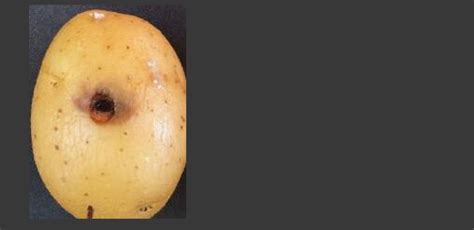 Kangas The Pandas Of Computer Vision Comet