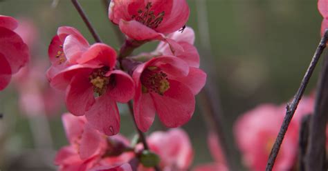 Цветница Btv Новините