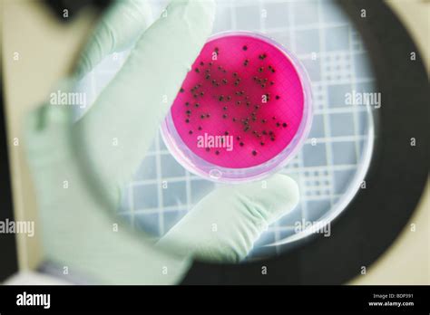 Scientist Analyzing Bacterial Colonies Stock Photo Alamy