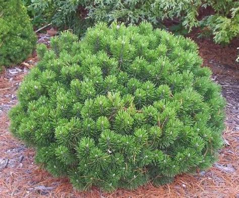 Сосна горная Шервуд Компакт Pinus Mugo Sherwood Compact Питомник Тайга