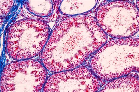 Histological Epididymis And Testis Human Cells Under Microscope Stock Image Image Of Healthy