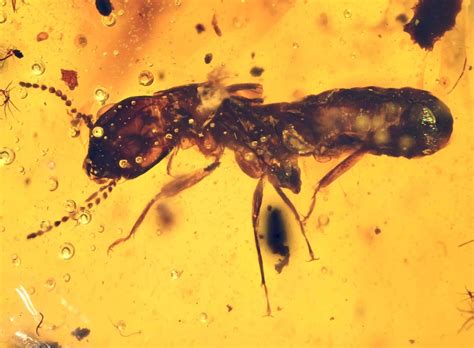 Detailed Isoptera Termite Fossil Inclusion In Burmese Amber Etsy