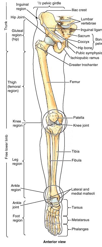 Upper Limb TeachMe Orthopedics