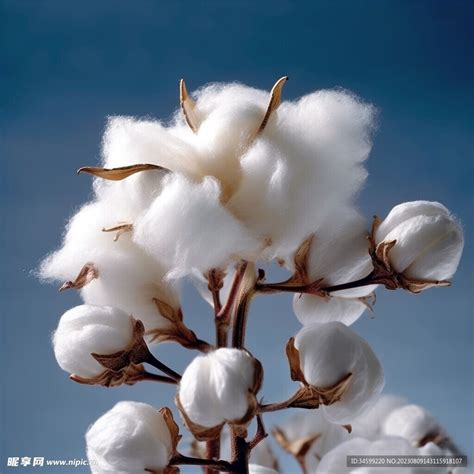 棉花 摄影图 花草 生物世界 摄影图库 昵图网