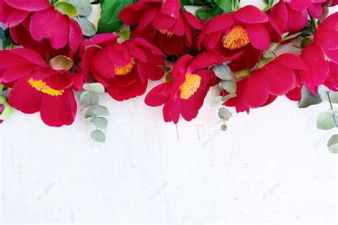 흰색 나무 배경 신선한 모란 꽃에 피는 신선한 마젠타 모란 꽃 테두리 사진 및 무료 다운로드를위한 그림 Pngtree