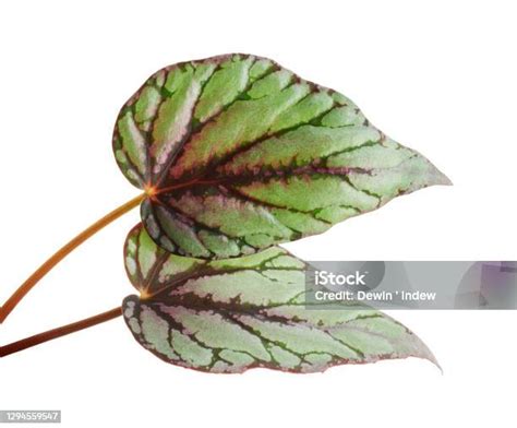 렉스 베고니아스 잎 베고니아 렉스 단풍 이국적인 열대 잎 클리핑 경로와 흰색 배경에 고립 0명에 대한 스톡 사진 및 기타 이미지 Istock