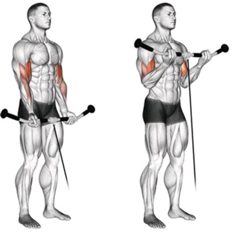 Cable Bicep Curls By Richard Terry Jr Exercise How To Skimble