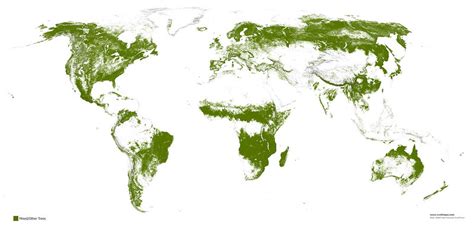 Forests In The World
