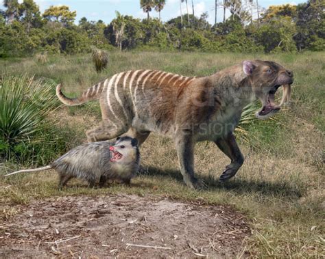 Size Comparisons Metatheria