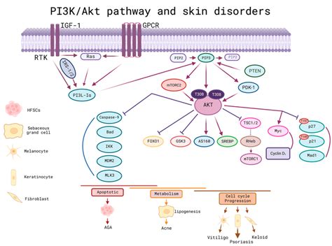 Pi3k Akt Pathway And Its Relationship With Skin Disorders Diseases Download Scientific Diagram