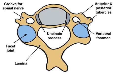 Uncinate Process Vertebra