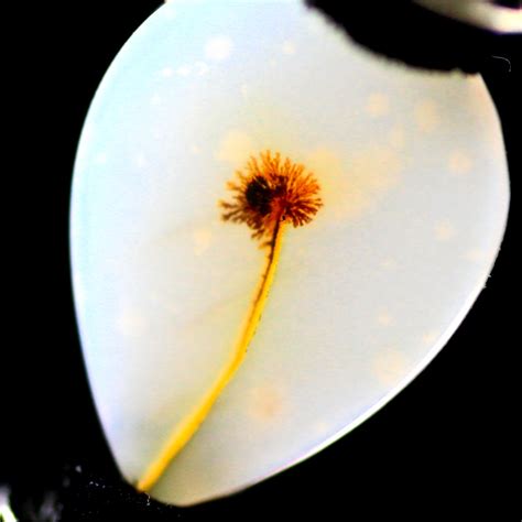 Perfect Clear Dandelion Pattern Ring Size Dendritic