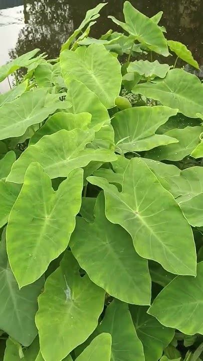 কচুপাতা পানির মতো নারীরও যৌবন Youtube