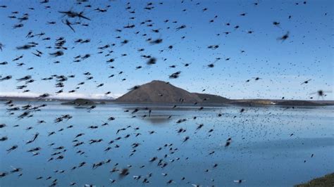 Árni Einarssons Rocs Lecture On The Ecology Of Biodiversity Hotspot Myvatn Biodice