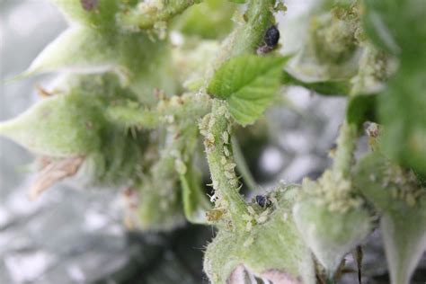 Raspberry Pests Spider Mites And Raspberry Bugs Plantura