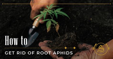 How To Get Rid Of Root Aphids Prevention And Treatment Tips The Sanctuary