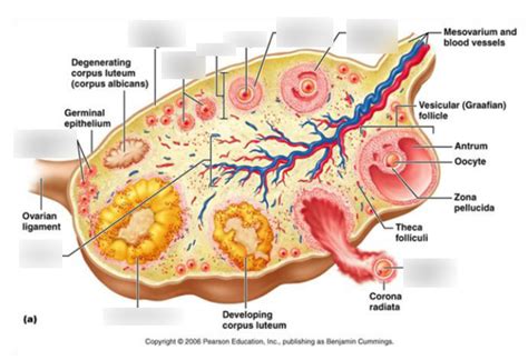 Reproductive System The Ovary Diagram Quizlet