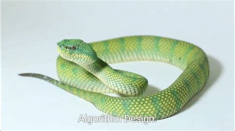 computer programming youtube