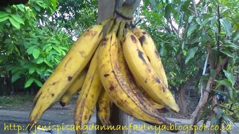 Harga Satu Tandan Pisang Tanduk Itu Berapa Sih Berikut Penjelasanya Jenis Pisang Dan Manfaatnya