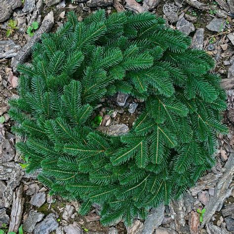 Вінок різдвяний хвойний Lux литий D 70 см зелений 976595 — купити на