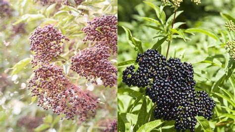 Wann Ist Holunder Tig Und Wann Essbar Kräutermedia Gmbh