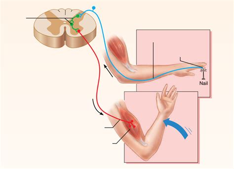 Reflex Arc Diagram Quizlet
