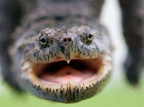 How Fast Can A Snapping Turtle Run All Turtles How Fast Can A Snapping Turtle Run All Turtles