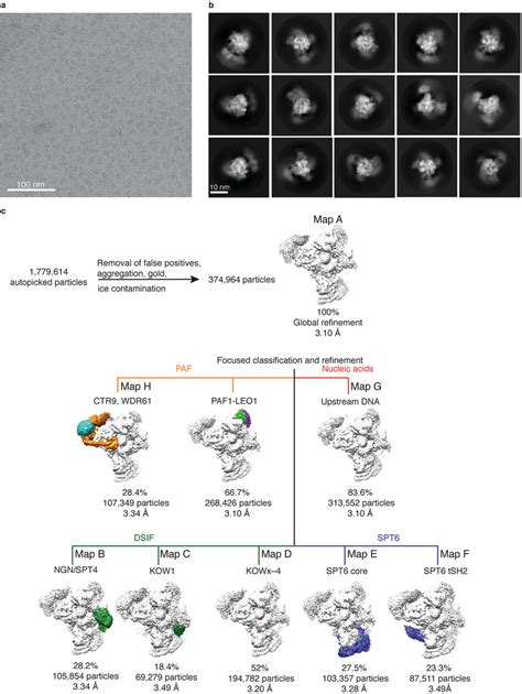 Cryo Em Data Collection And Processing A Representative Micrograph Of Download Scientific