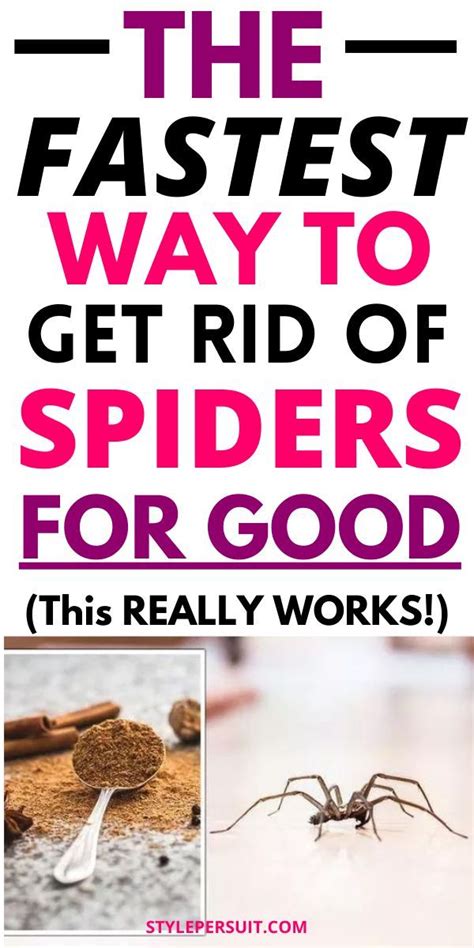 Getting Rid Of Spiders Natural Ways To Keep Spiders Out Of Your Home Artofit