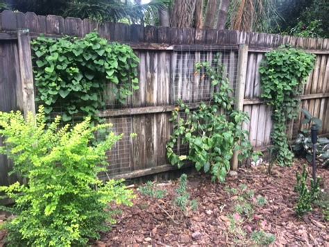 Diy Trellis Project Miss Smarty Plants