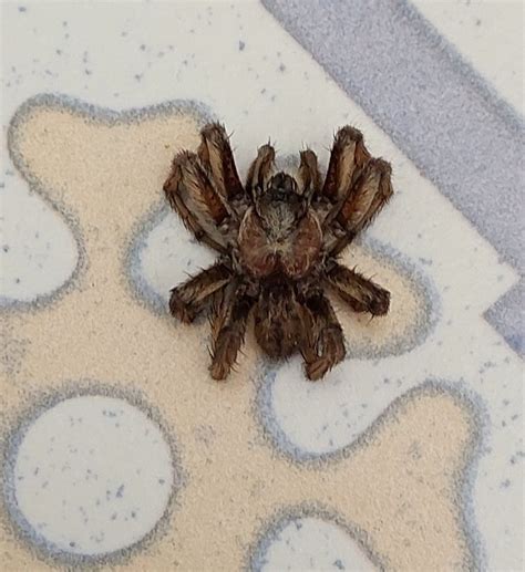 Identificar Araña peluda