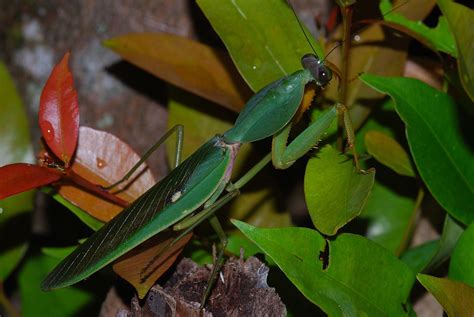 Rhombodera Species Usmantis