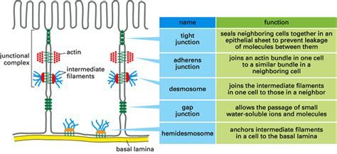 An Overview Of Cell Junctions Cellular Communications