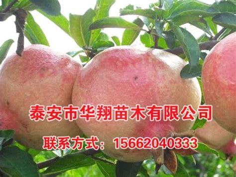 石榴苗 泰安市华翔苗木有限公司