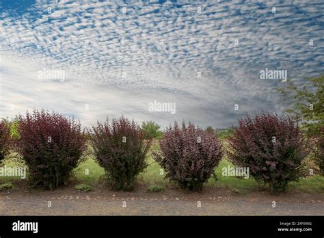 Six Red Bushes Near The Road Against The Green Nature Of The White Sky