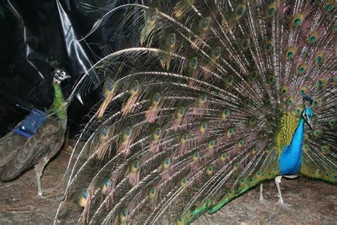 Animal Sex How Peafowls Do It Live Science