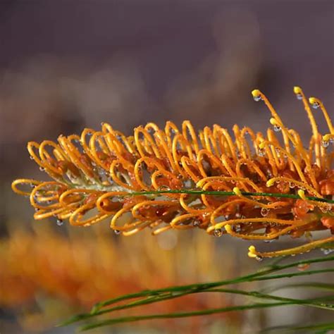 Growing Kangaroo Paws