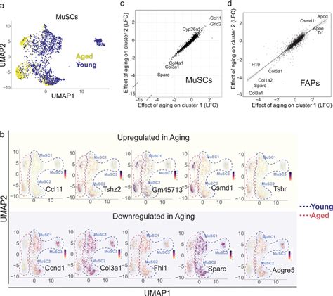 aging impinges upon common genes across distinct clusters of muscs a