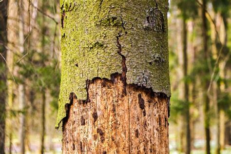 How Do I Know If My Tree Is Sick Red S Tree Service