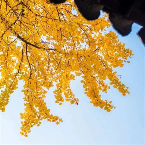 秋分 不负光阴不负秋，只生欢喜不生愁！时节