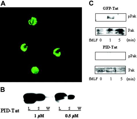 Nadph Oxidase Quinn Lab
