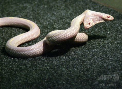 【特集】真っ白なアルビノの動物たち、「クロウタドリ」や「グリーンイグアナ」も 写真35枚 国際ニュース：afpbb News