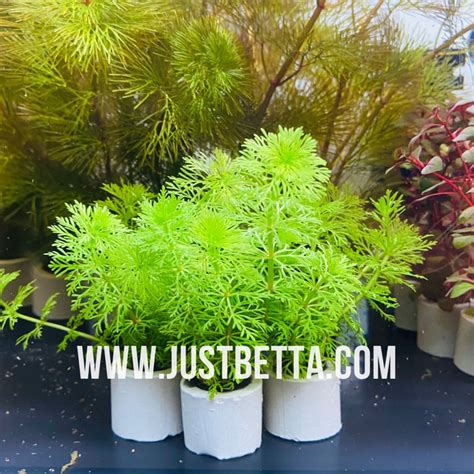 Limnophila Sessiliflora In Ring 5 10cm Live Aquatic Aquarium Plant