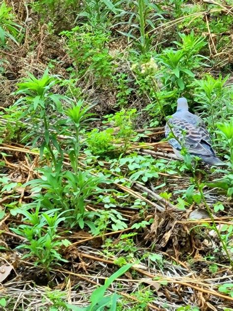 10배줌 닭둘기 사진 리마스터 Samsung Members