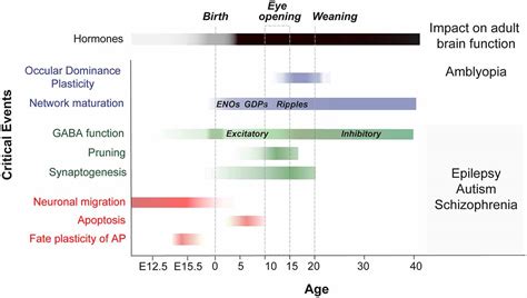 Critical Period Of Embryonic Development