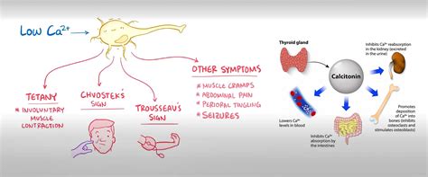 Top 10 Benefits Of Calcium Citrate Malate In Humans