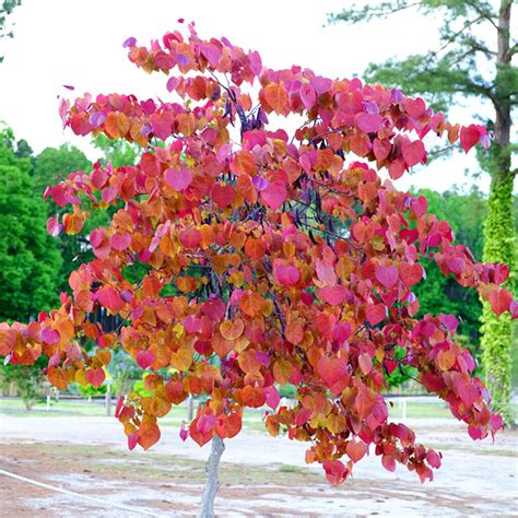 Flame Thrower® Redbud For Sale Online The Tree Center