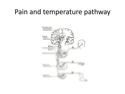 Solution 8c Topography Of Spinal Cord 2ctracts 2c Basal Ganglia 2c