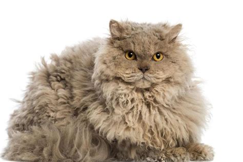 10 Flat Faced Cat Breeds Cats With A Squished Face With Photos