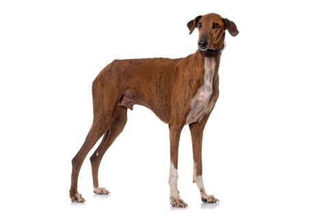 Cockapoo Hund Charakter Ernährung Pflege